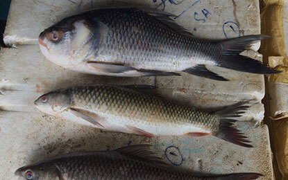 Major carp | Seafood India